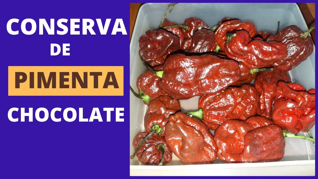 CONSERVA DE PIMENTA CHOCOLATE ARDIDA - CANAL APRENDIZ - YouTube