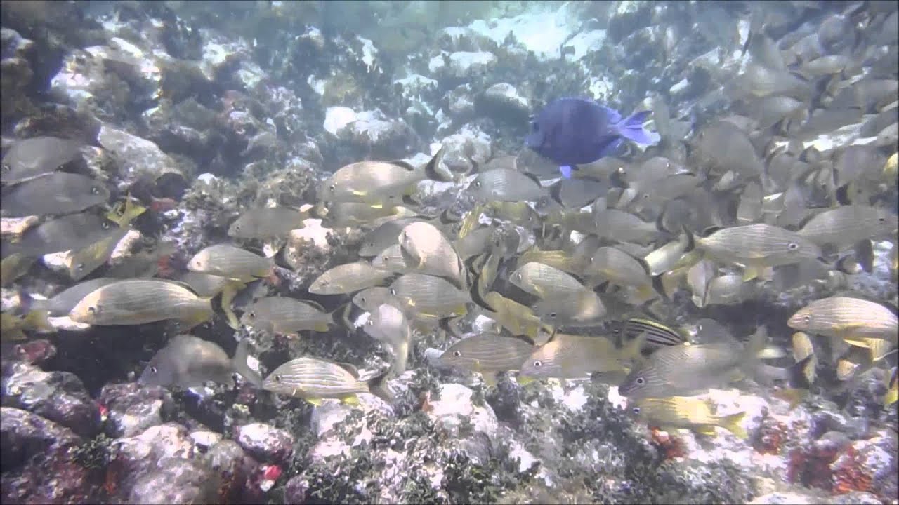 Snorkeling at Newfound Harbor - YouTube