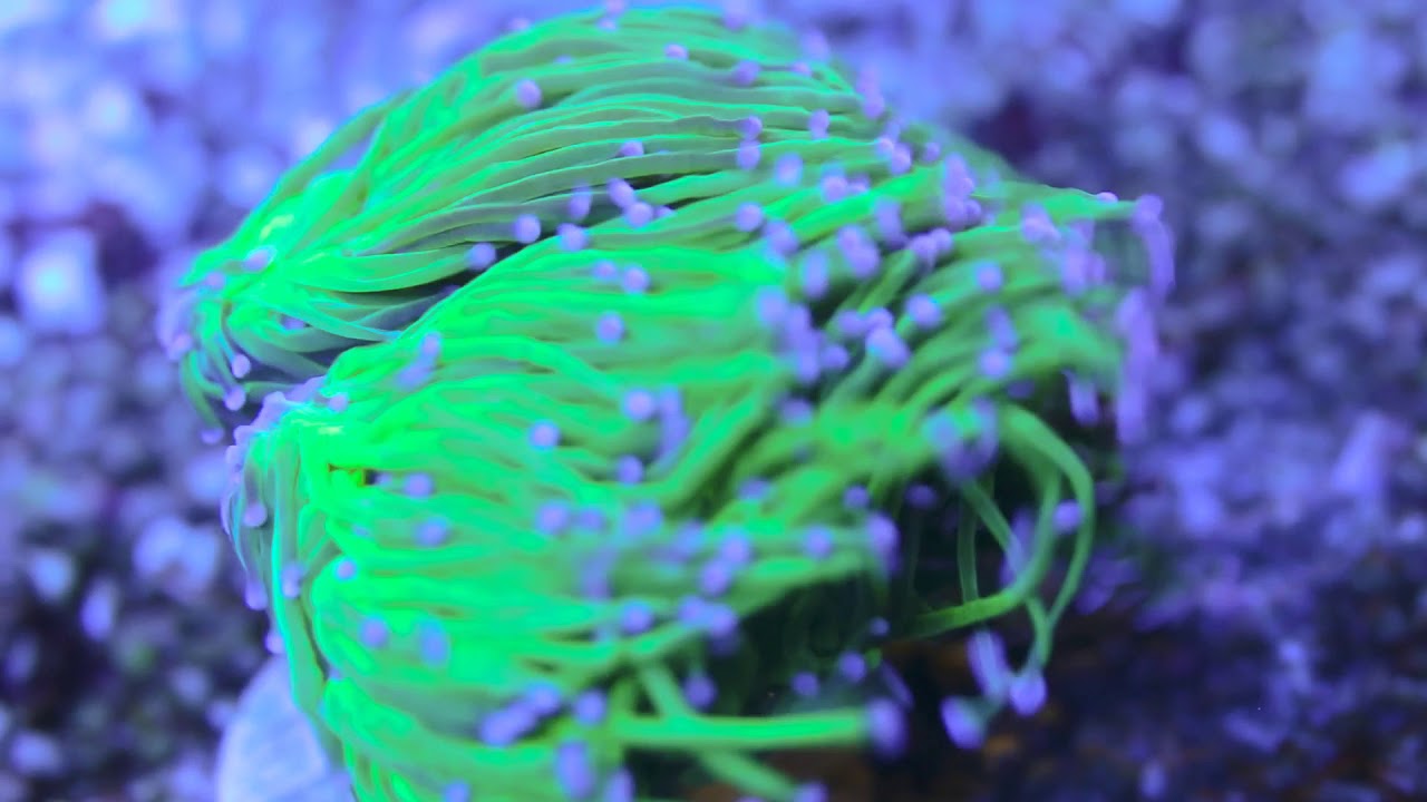 Actinic Blue t Large - YouTube