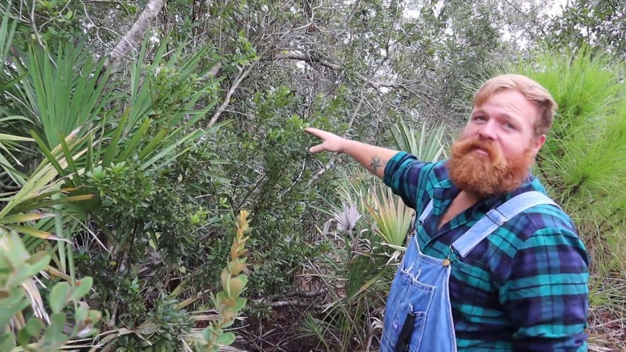 Florida Native: Wax Myrtle aka Southern Bayberry. Edible, beneficial ...