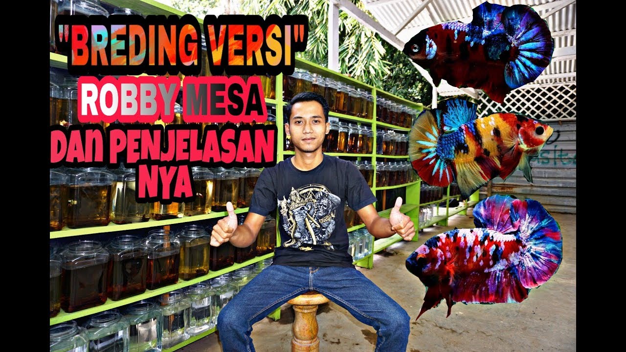 TAHAPAN BREEDING IKAN CUPANG , PROSES DAN PENJELASAN NYA. - YouTube