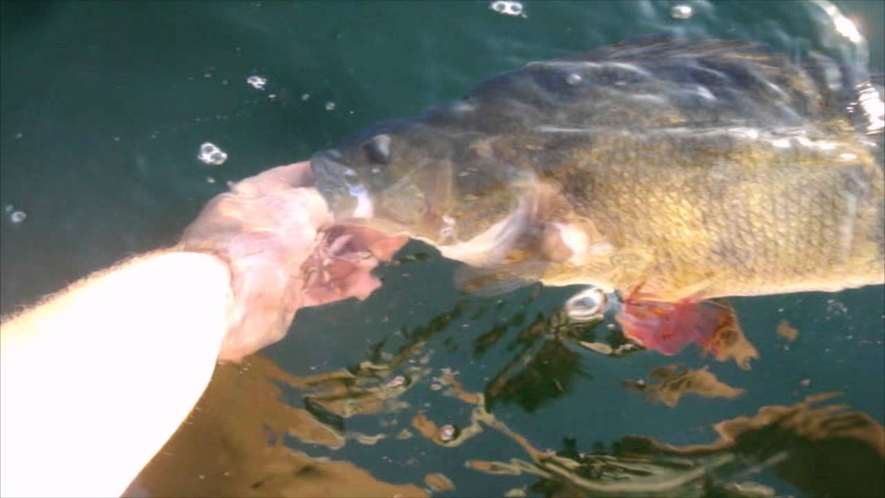 grosse perche 50 cm / big perch [GOPRO] [HD] - YouTube