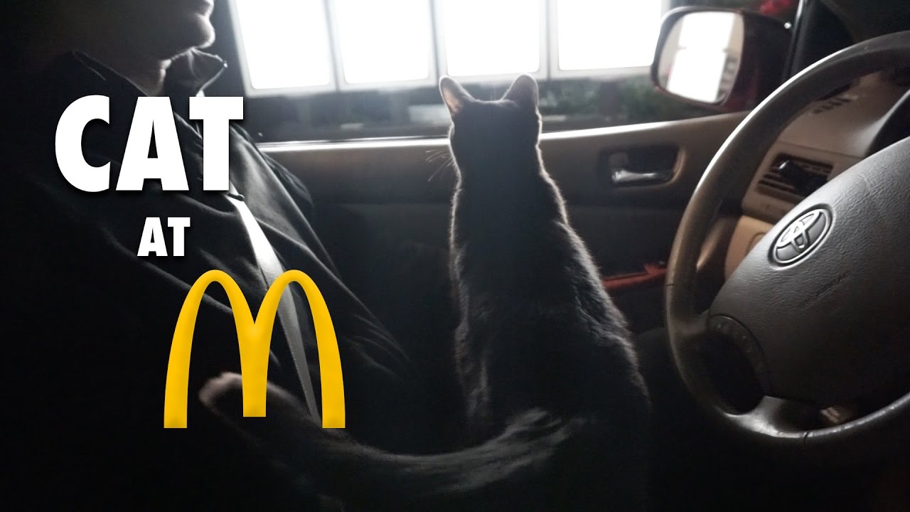 CAT ORDERS FROM A DRIVE-THRU in an RV - YouTube
