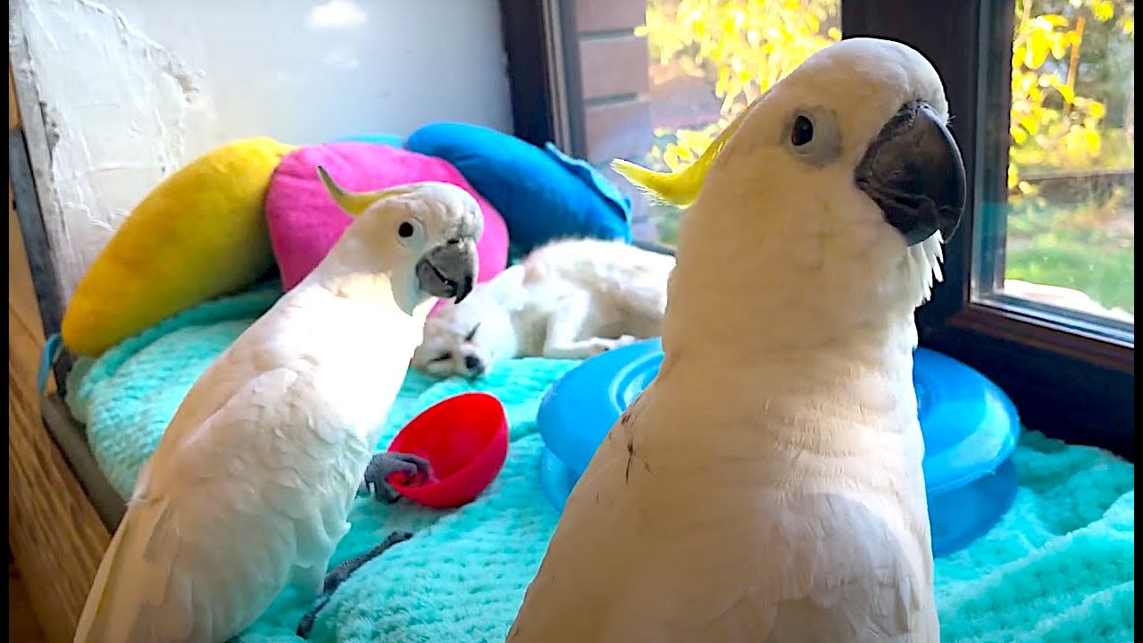 parrots and fox. parrots and cats. funny parrots. cute fox. brave cat ...