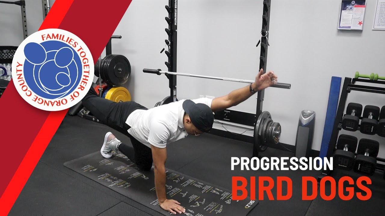 Bird Dog Exercise- Improve Your Core and Balance - YouTube