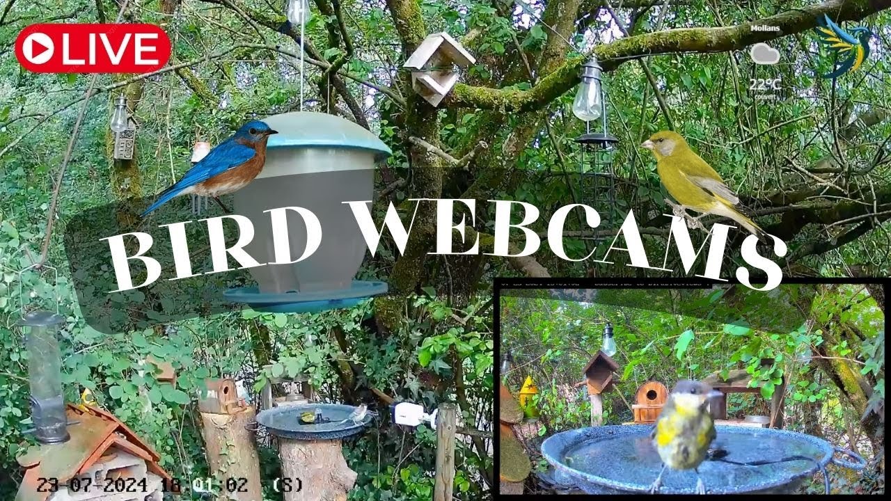 LIVE 🔴 Bird Cams 24/7 ｜Caméras oiseaux 24/7 (4K) 7am ️ DAY ☀️ 7pm ️ ...