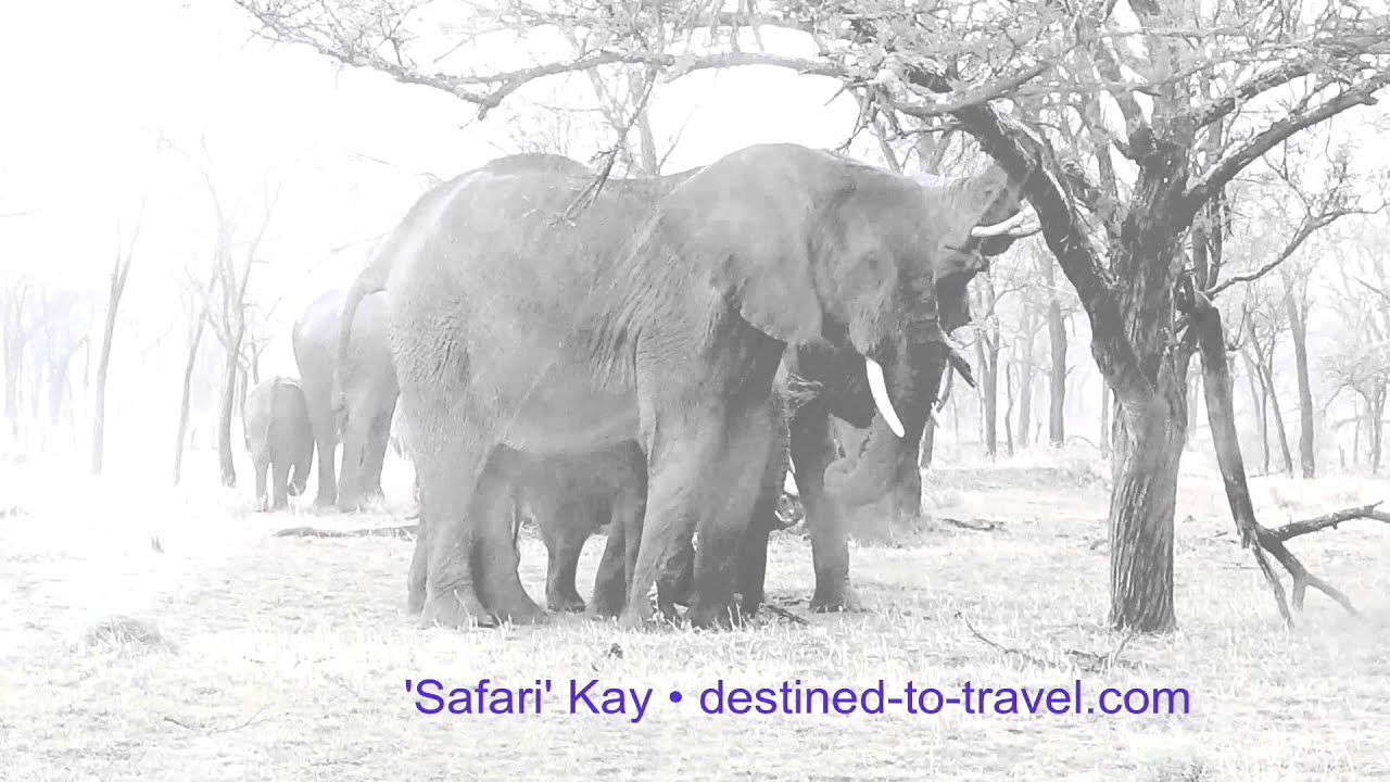 Elephants in the Rain - YouTube