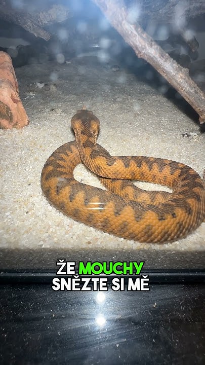 POROVNÁNÍ JEDOVATÝCH HADŮ #fyp#had#hadi#chov#chovatel#teraristika#cz# ...