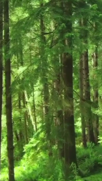 %A6%BE%E0%A6%97%E0%A7%81%E0%A6%B2%E0%A7%8... #love - YouTube