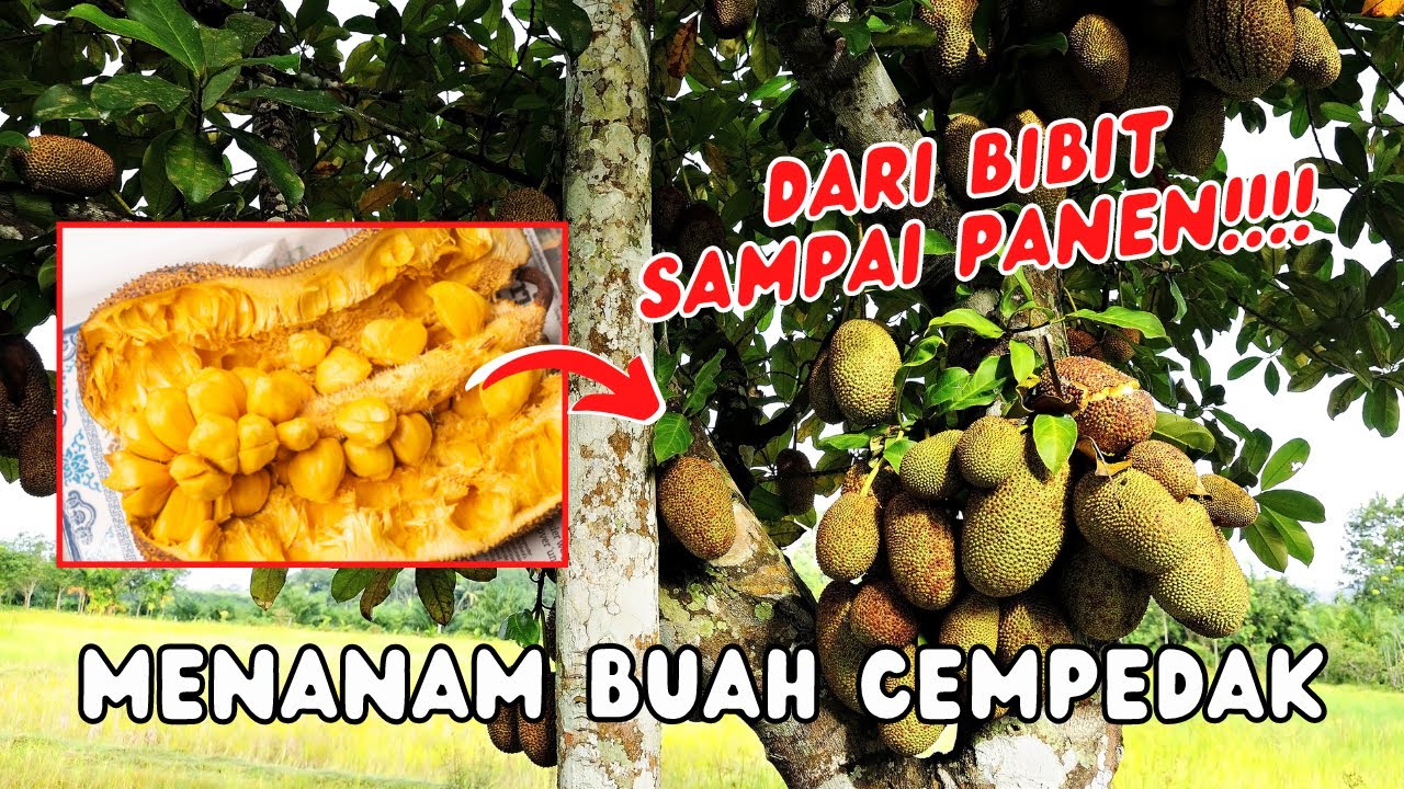 Cara Menanam Biji Cempedak Agar Cepat Berbuah, Budidaya Buah Cempedak ...