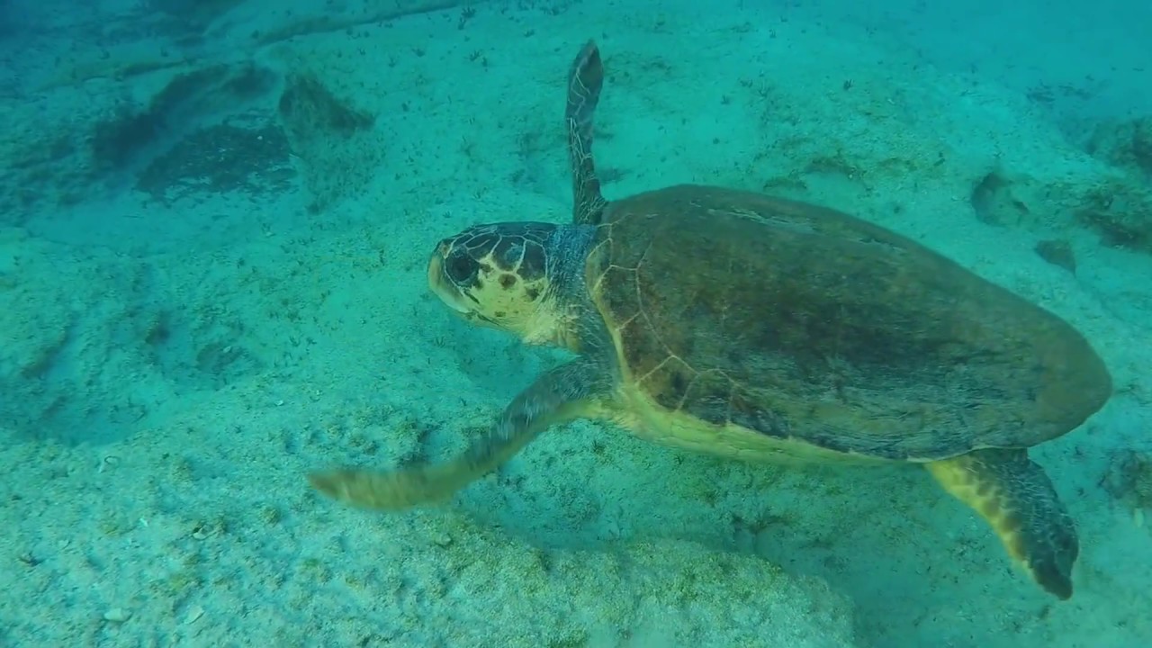 Wild sea turtle in Protaras, Cyprus - YouTube