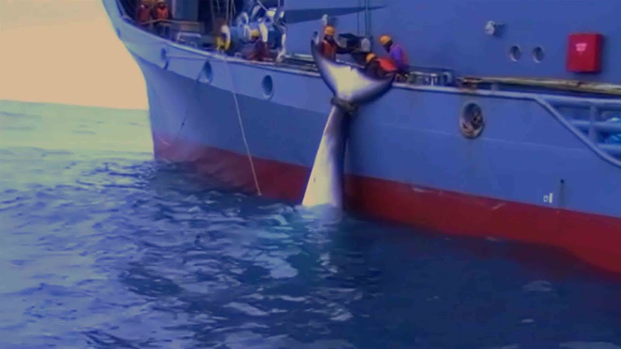 Graphic Australian video of Japanese whaling released - YouTube