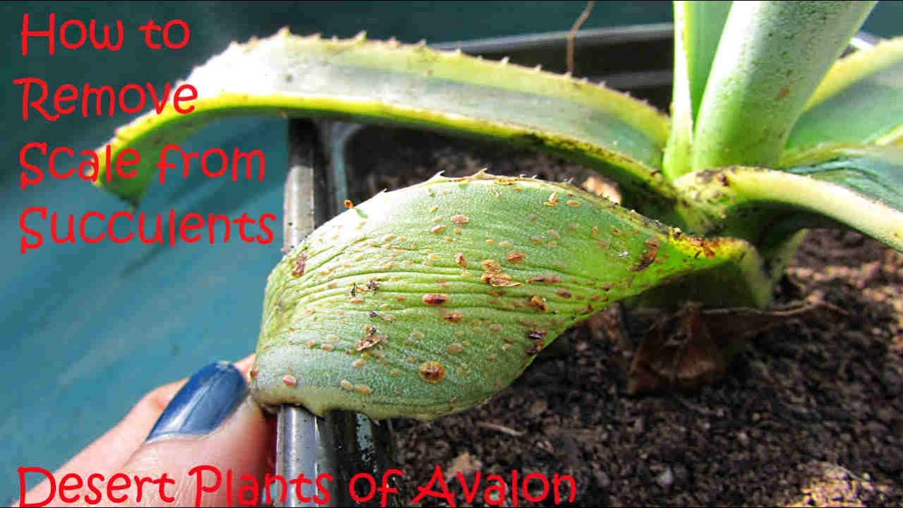 How To Remove Scale From Succulent Plants succulents succulentplants How To Remove Scale From Succulent Plants succulents succulentplants