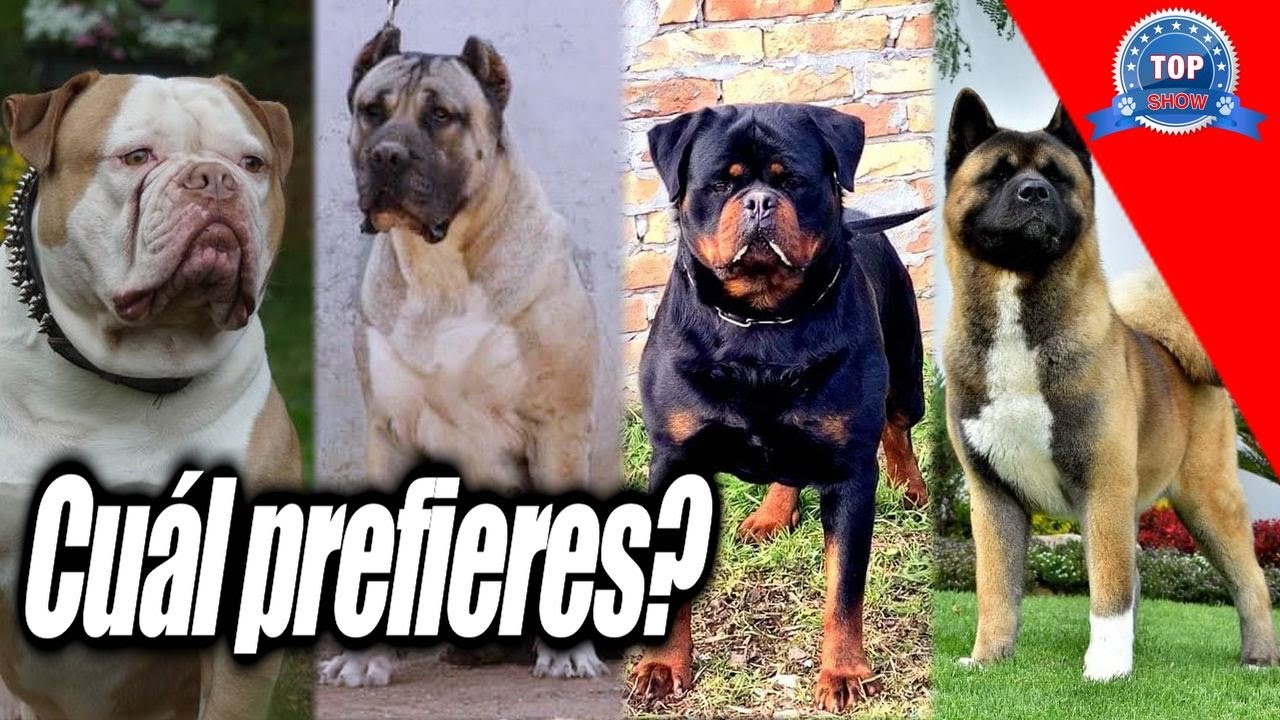 ROTTWEILER, PRESA CANARIO, AKITA AMERICANO, BULLDOG AMERICANO.!! - YouTube