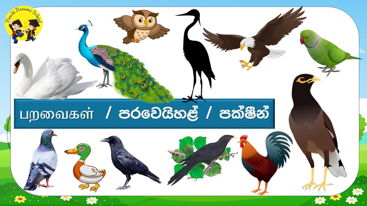 Birds in tamil | දෙමළ භාෂාවෙන් කුරුල්ලන් / punchi danuma school - YouTube