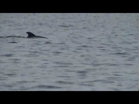 DOLPHINS ATTACK HUMAN - FLORIDA DOLPHIN BITE WOMAN - FLORIDA OCEAN ...