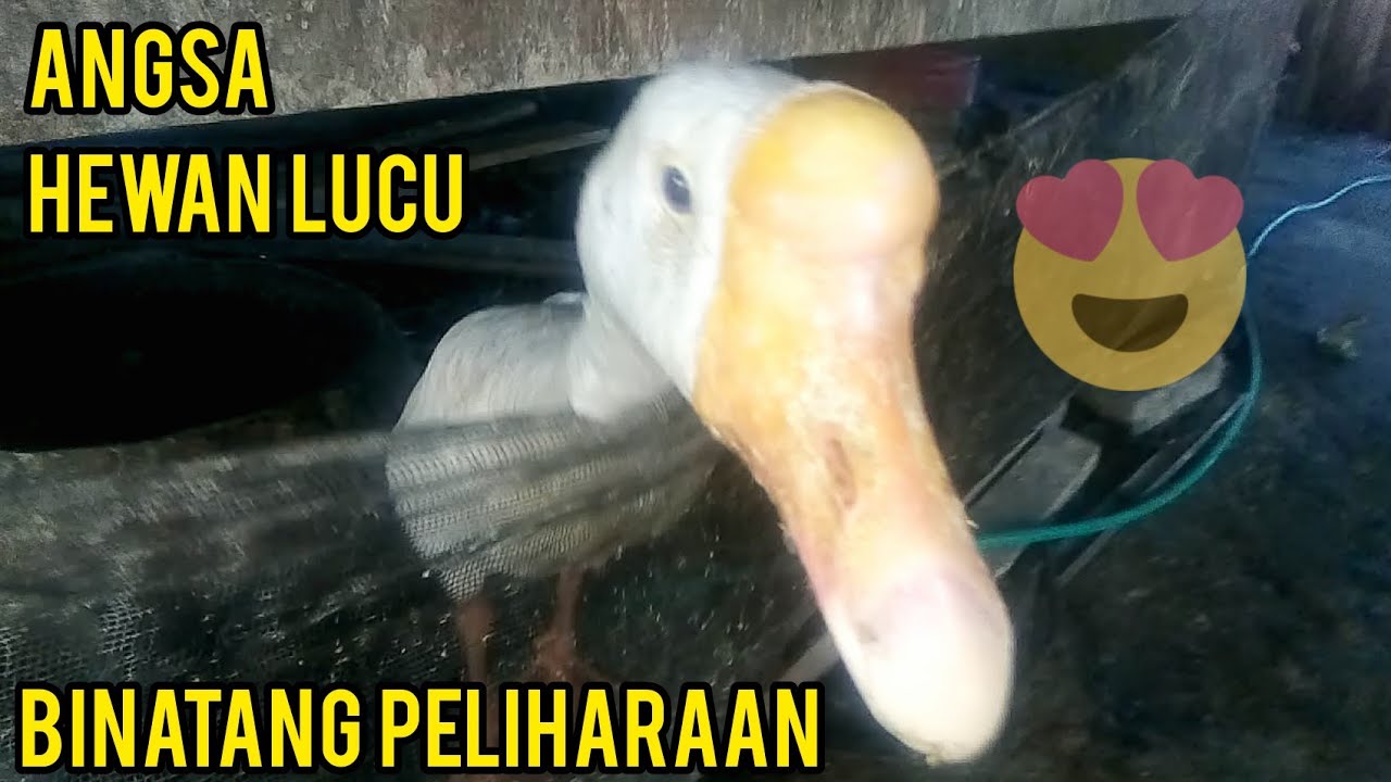 Angsa - Angsa Putih - Ternak Angsa Putih - YouTube