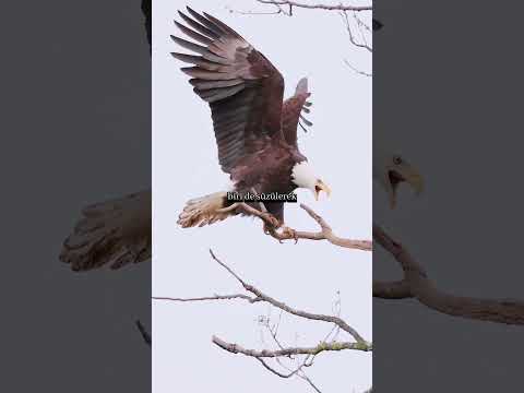 Zirvede kartallar da bulunur yılanlar da