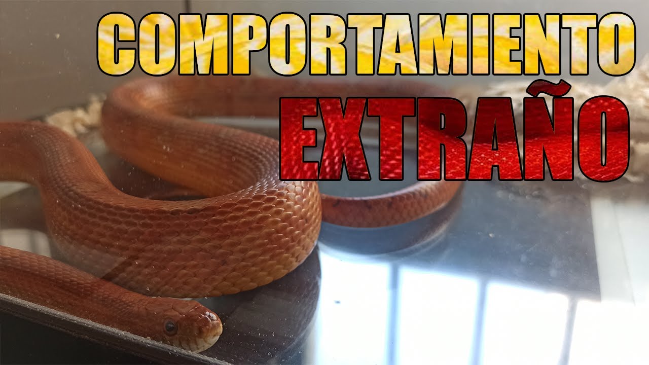 mi-serpiente-del-ma-z-comportamiento-extra-o-youtube