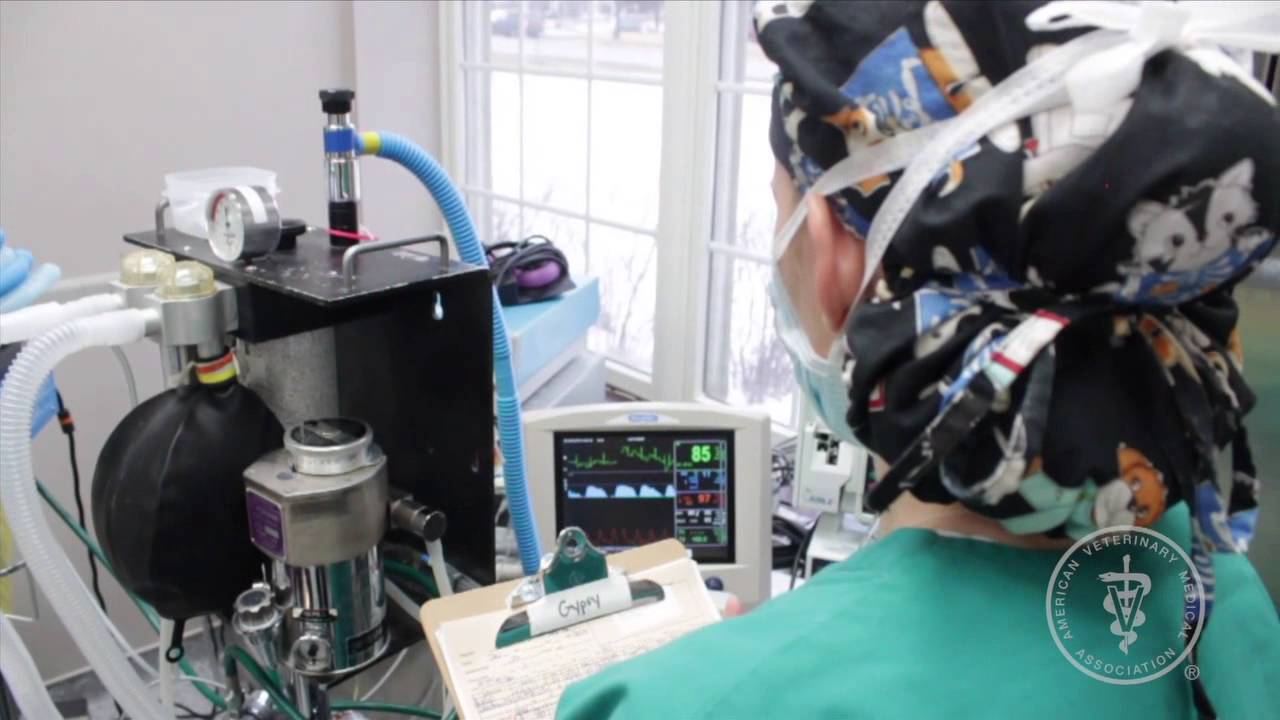 Anesthesia and Your Pet - YouTube