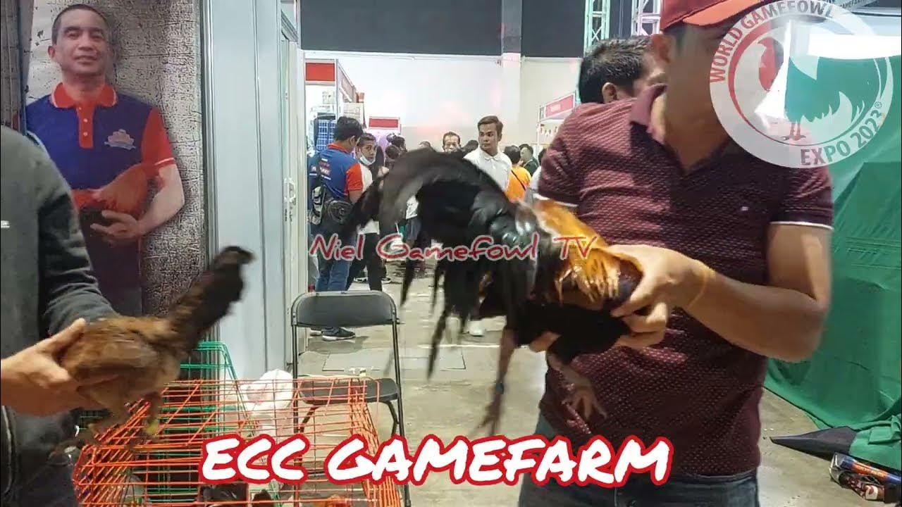 World Gamefowl Expo 2023 TRUE BLOOD GAMEFARM, ECC GAMEFARM & GREEN COUNTRY GAMEFARM - YouTube