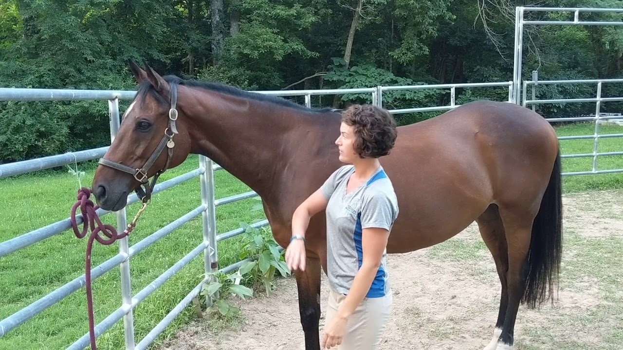 Molly Laird & Doc Charlie: On Thoroughbreds - YouTube