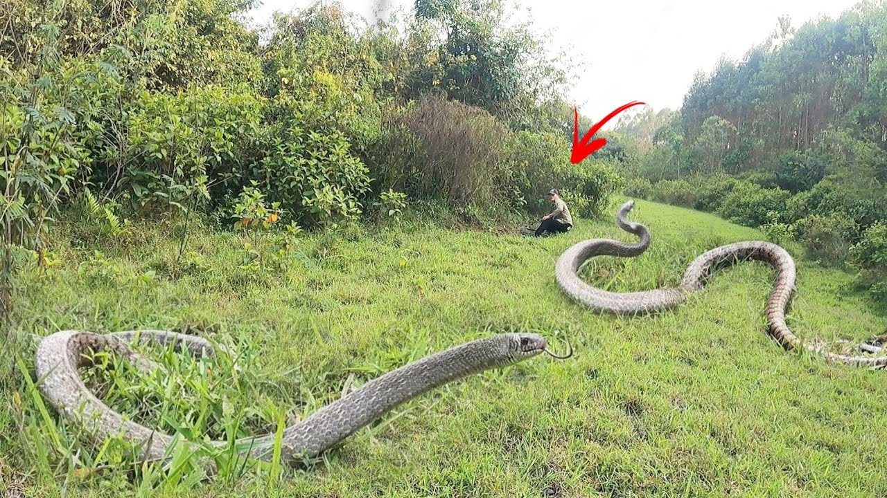 hunt for a pair of fierce giant cobras that attack hunters | snake king ...