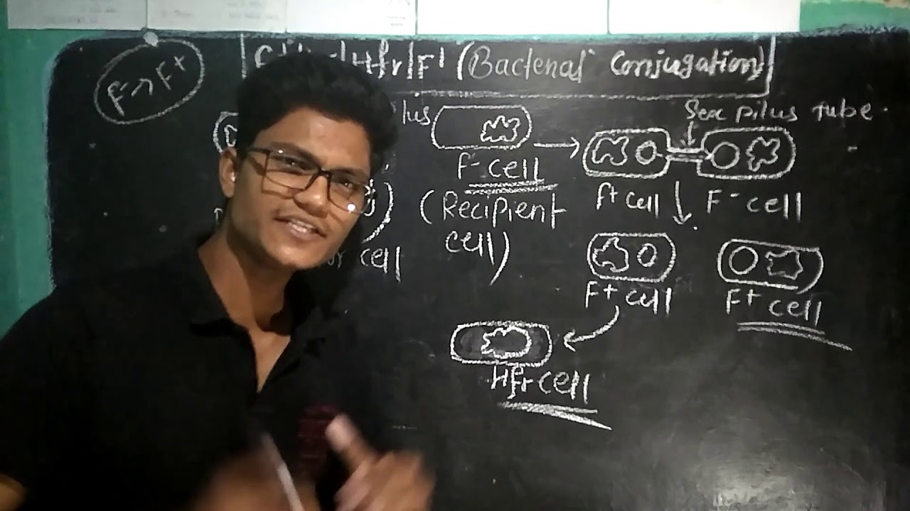Bacterial conjugation. Hfr,F+,F-,Fprime factor. - YouTube