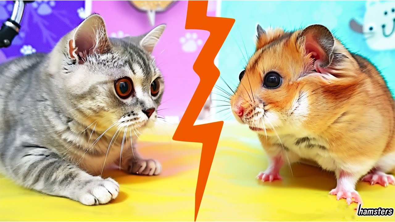 Hamster Challenge🐹 Hamster vs Cat Race - YouTube