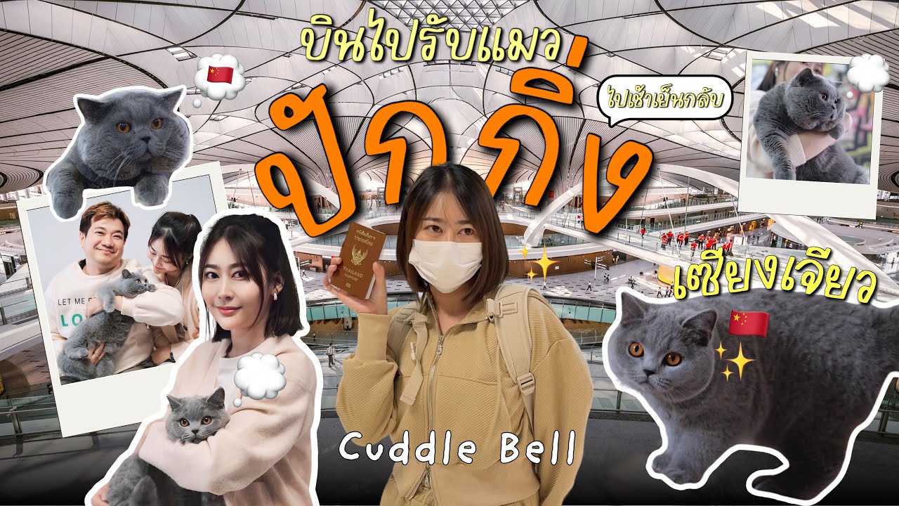 บินเดี่ยวไป ปักกิ่ง นำเข้าน้องแมวด้วยตัวเอง | Cuddle Bell - YouTube