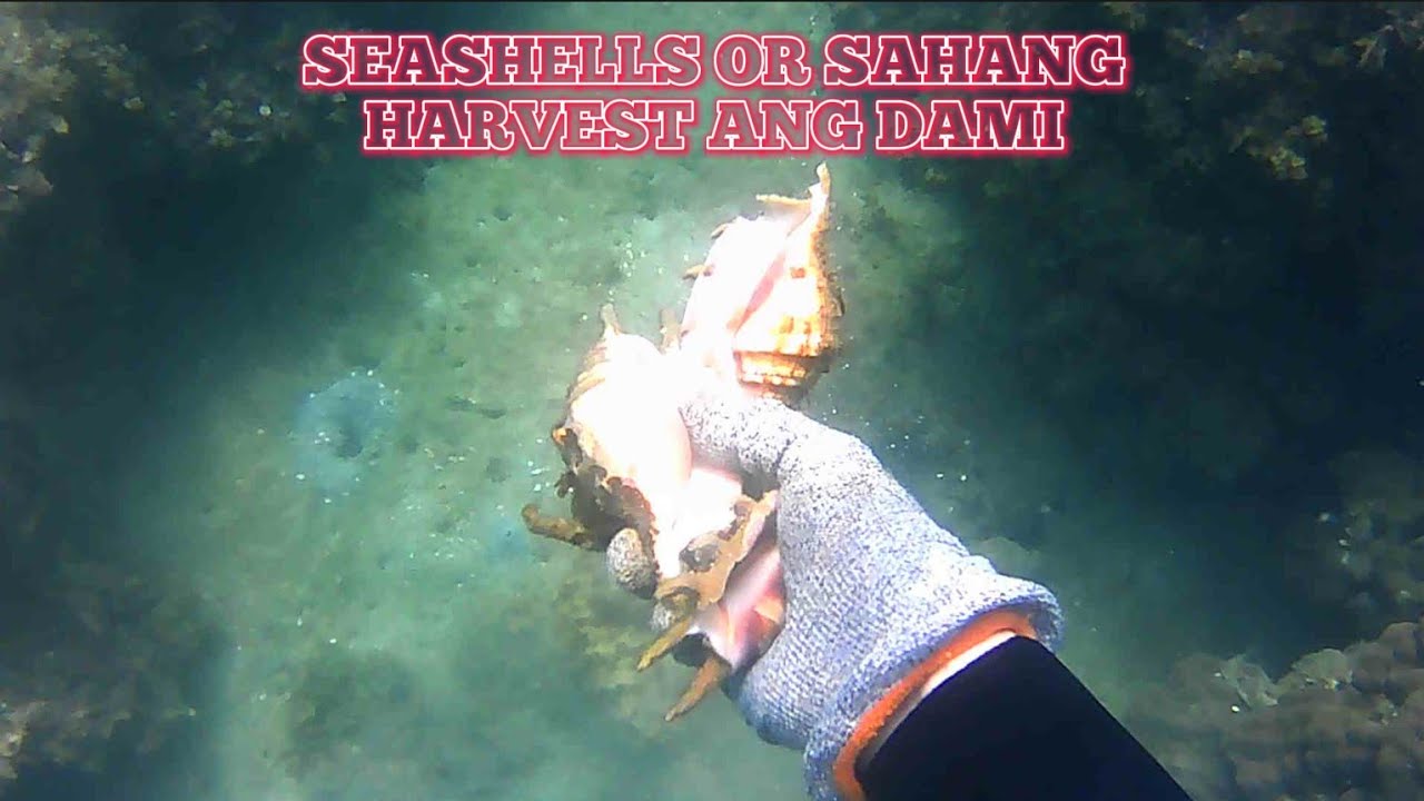 PANGUNGUHA NG SEASHELLS OR SAHANG.. #fishing #sorsogon #bicol #bicolano ...