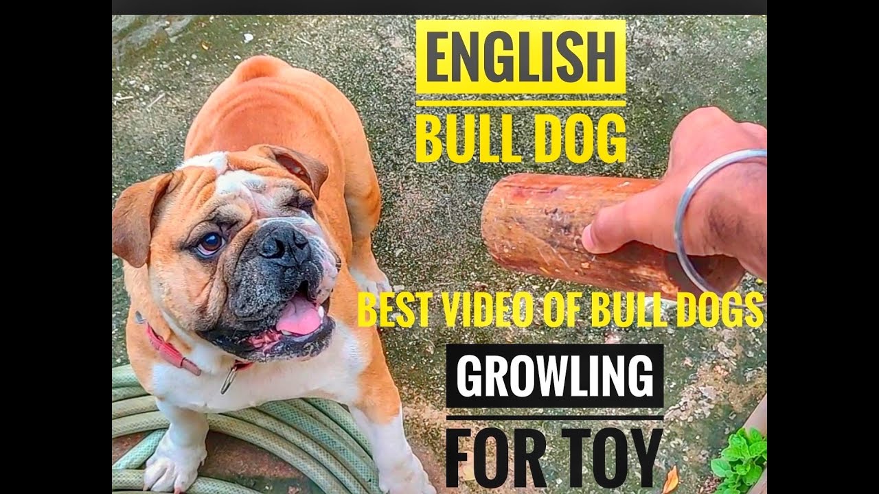 BULL DOG BARKING VIDEO . VERY CUTE GROWLING - YouTube