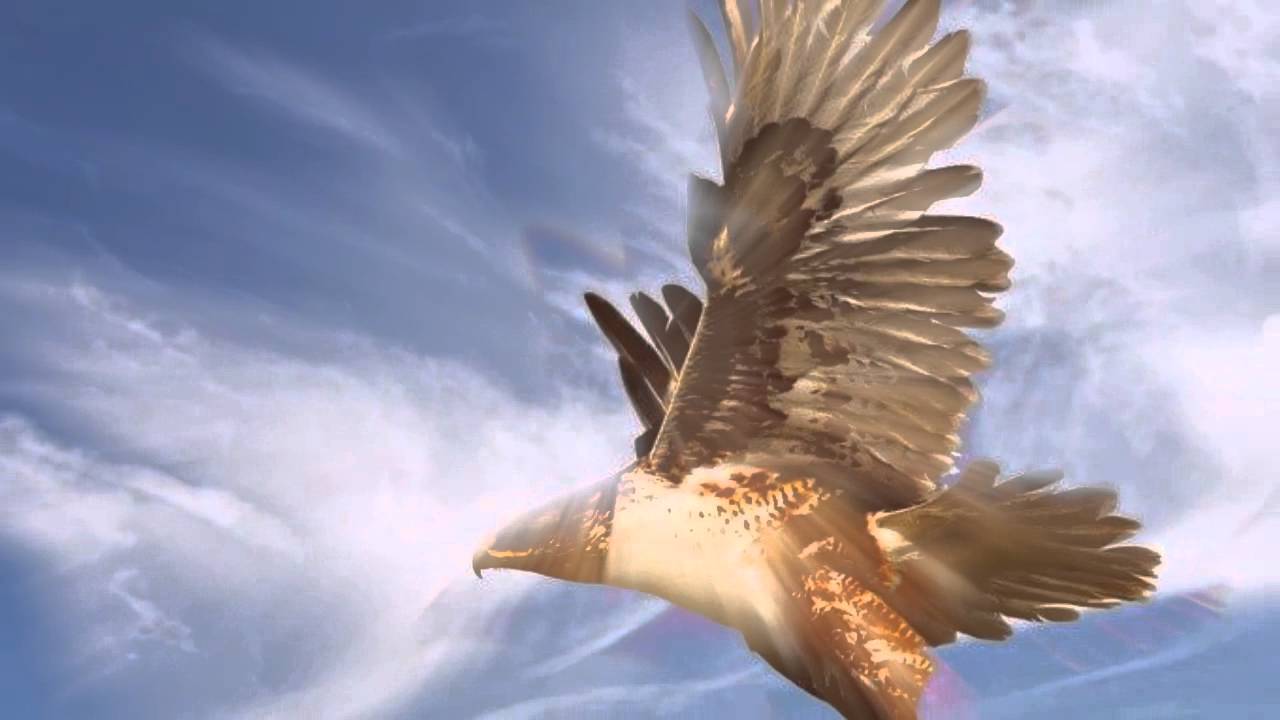 eagle - YouTube