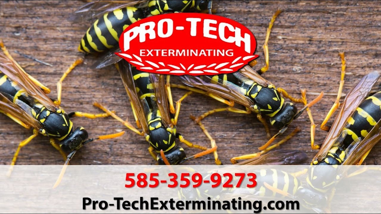 Pro Tech Exterminating | Pittsford NY Pest Control - YouTube