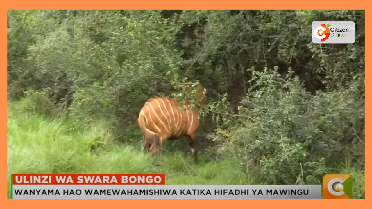 KWS imewahamisha swara bongo 10 waliokomaa - YouTube