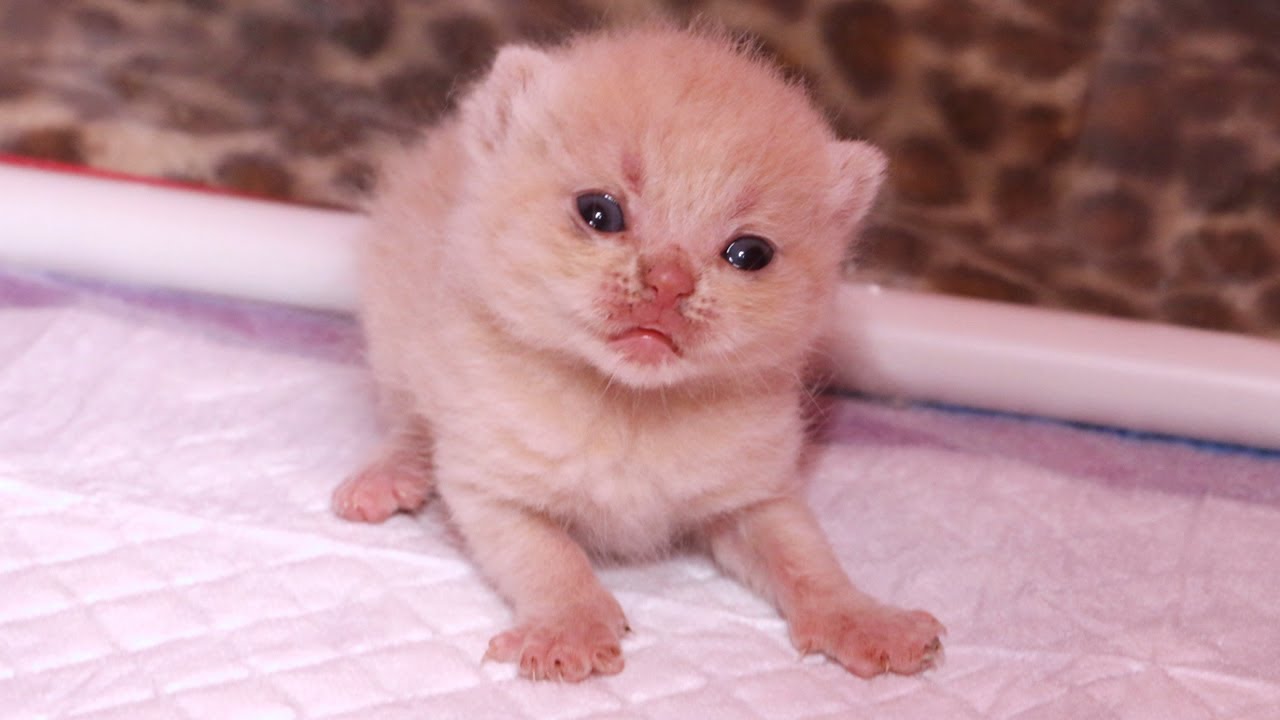 Kitten's FIRST STEPS Will Leave You SPEECHLESS - YouTube
