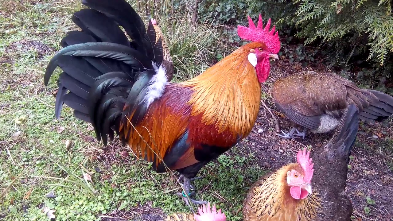 La Nature Gauloise # coq gaulois de 2 ans et sa poule gauloise saumon ...