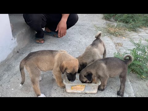 ÜCRETSİZ KANGAL YAVRULAR#dog #dogsofinstagram #kangalköpeği #akbaş #kangal_tr #puppylove #puppy #köy