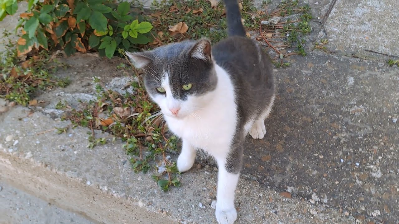 I Tamed Another Street Cat 🐈🎥 Bard Ogi and the Cats - YouTube