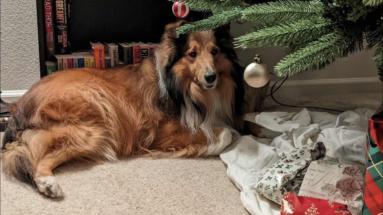 Celebrating Christmas with my sheltie - YouTube