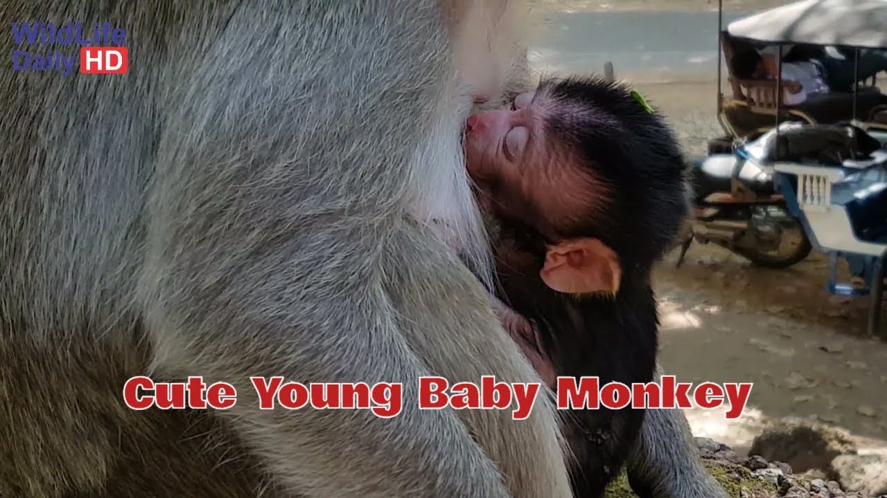 Newborn Monkey Jessie Cry Loudly Cos Angry Mom No Take Care Her ...