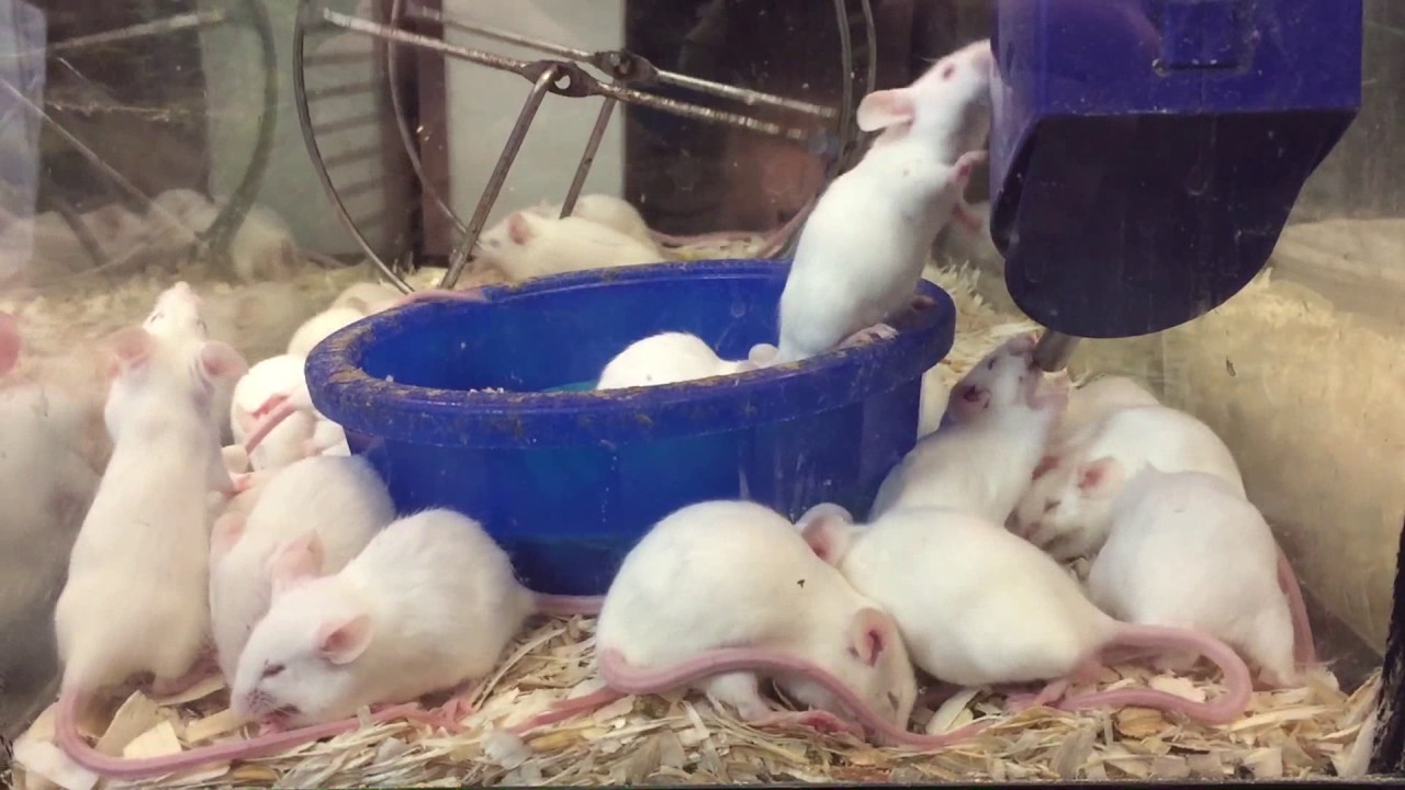 lots of pet mice - YouTube