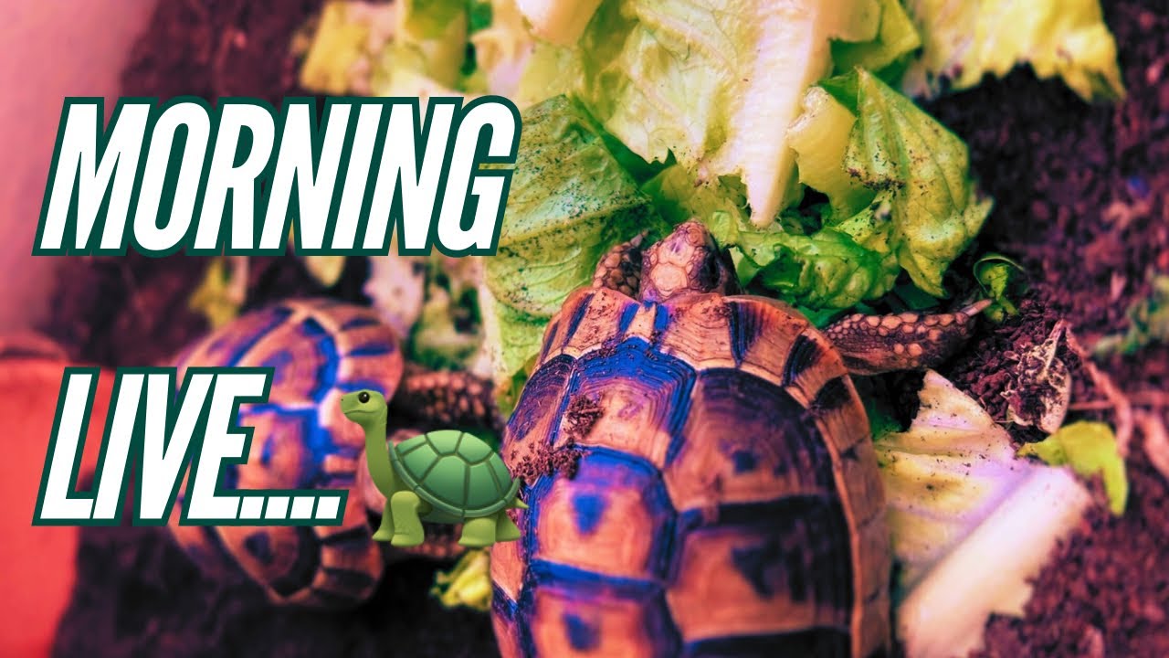 Good morning tortoises - YouTube
