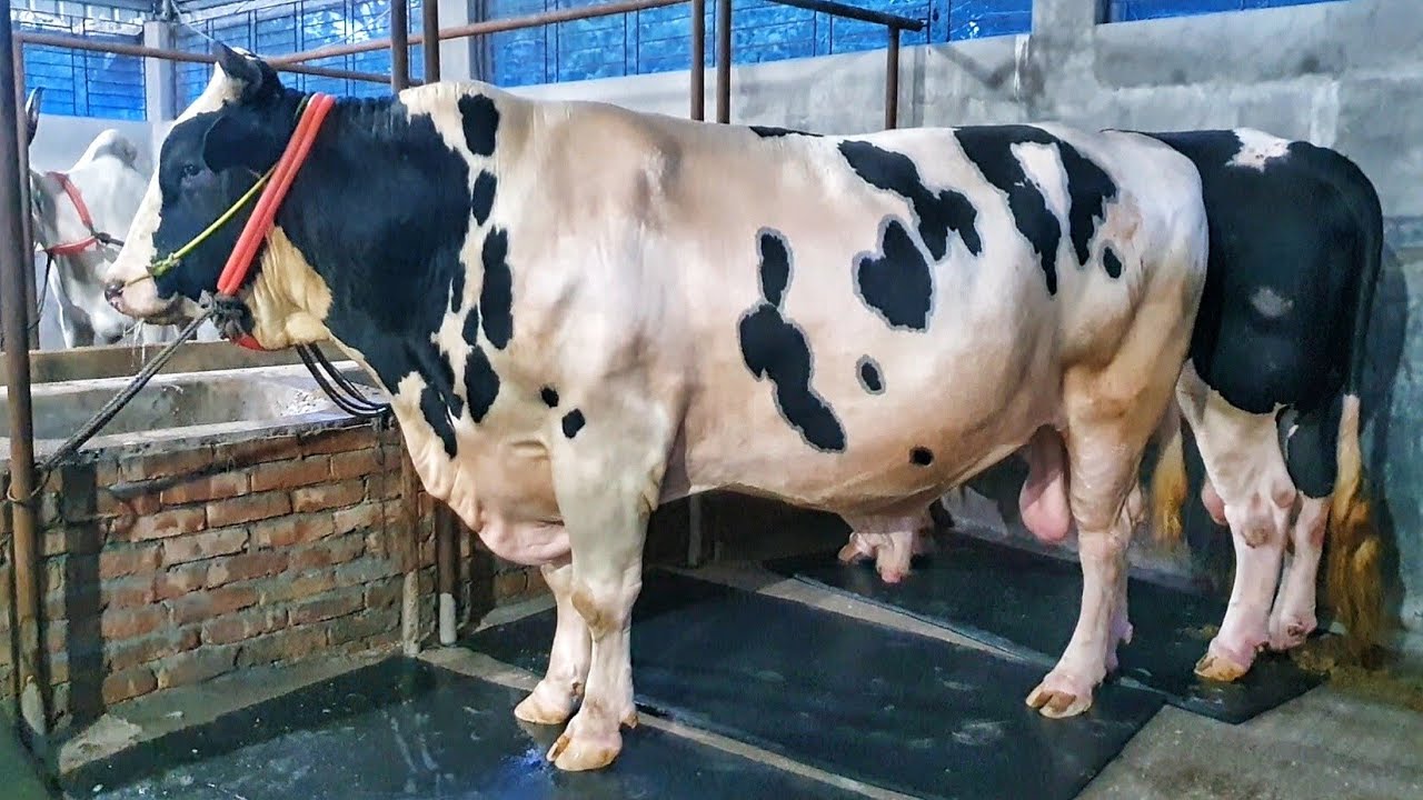 Mighty Aussie Bulls | Gigantic Aussie Bulls Of Apple Agro | Korbani Eid ...