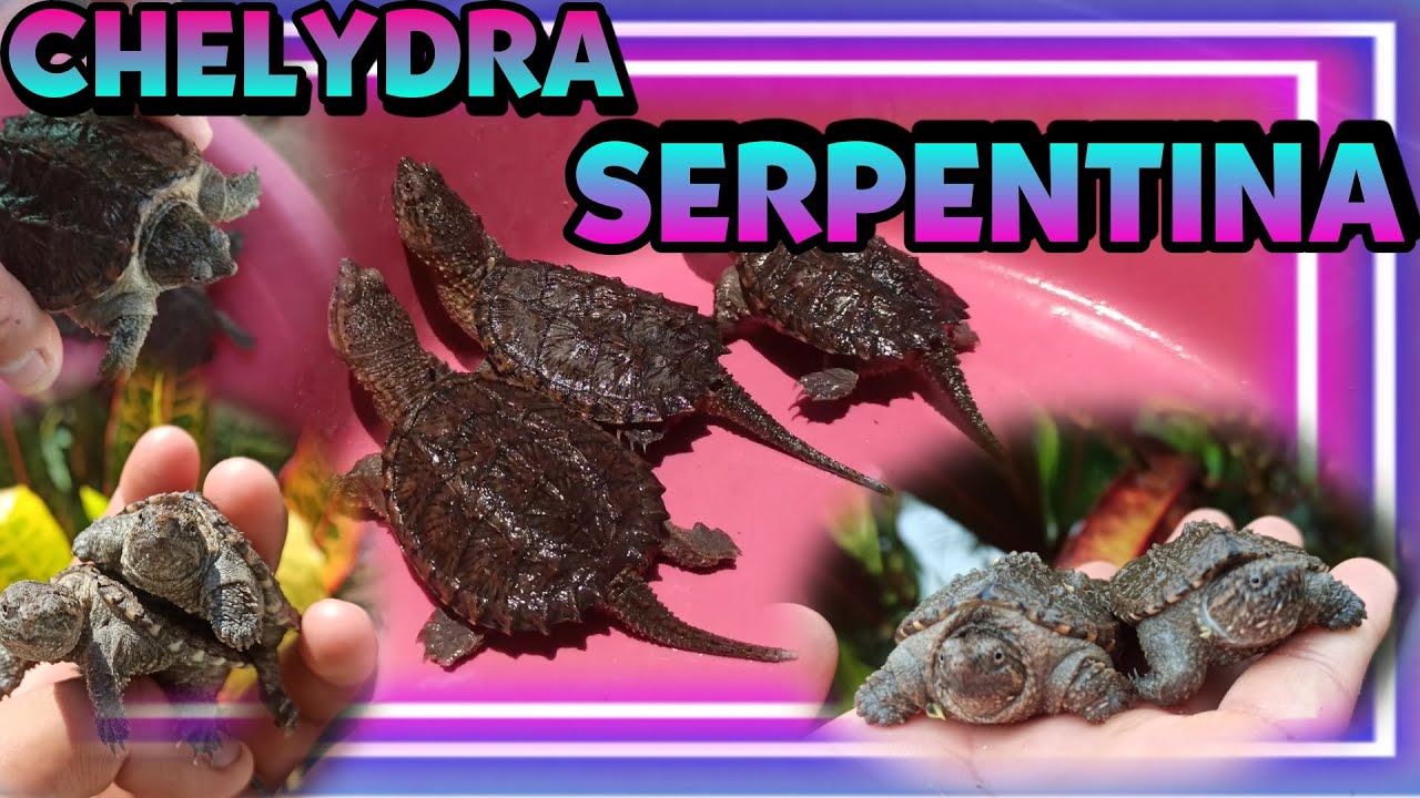 NUEVAS TORTUGAS!!! - CHELYDRA SERPENTINA | Snapping Turtle - YouTube