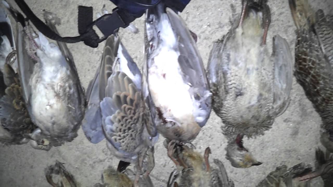 hunting in pakistan. teetar hunting palai malakand agency - YouTube