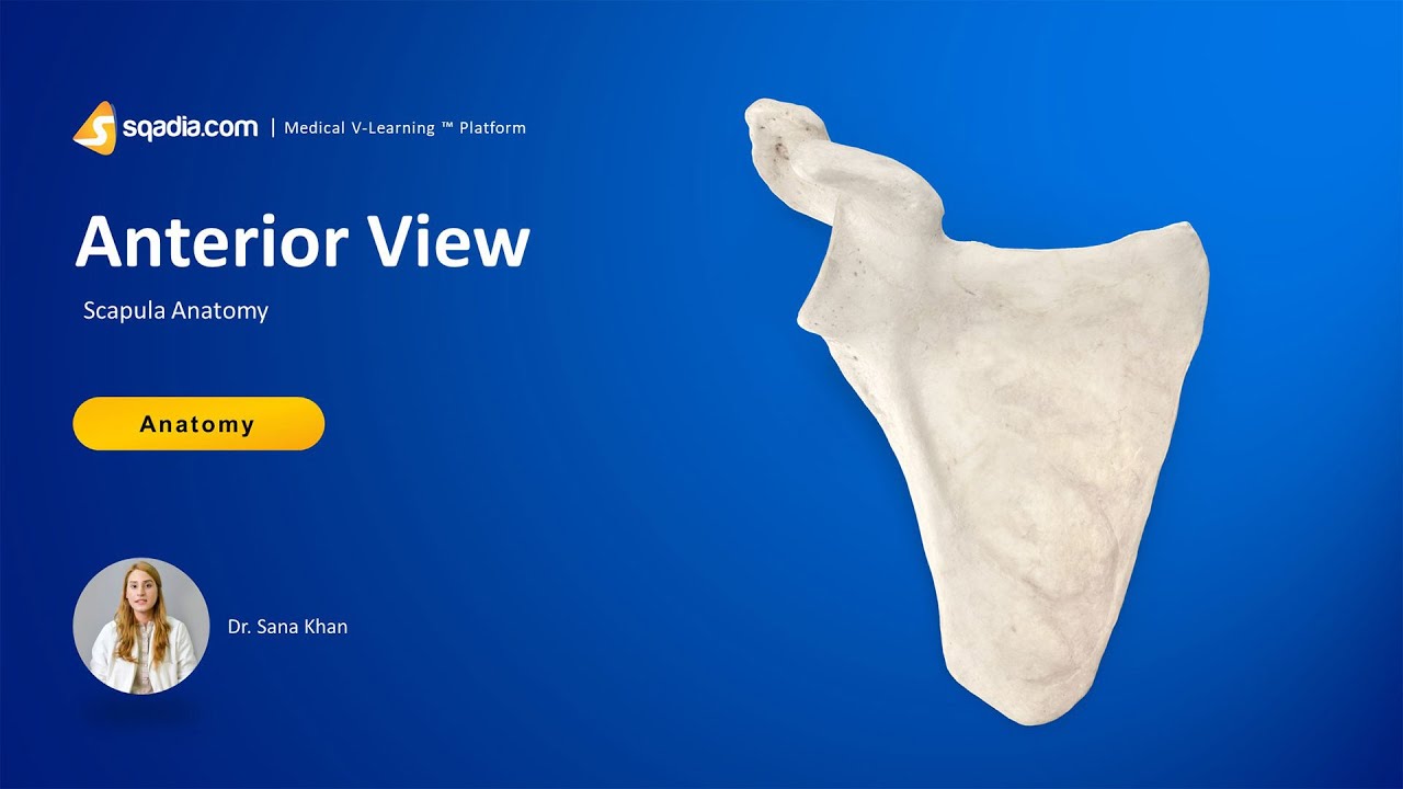 Scapula Anatomy | Anterior View | Upper Limb Bones | V-Learning™ - YouTube