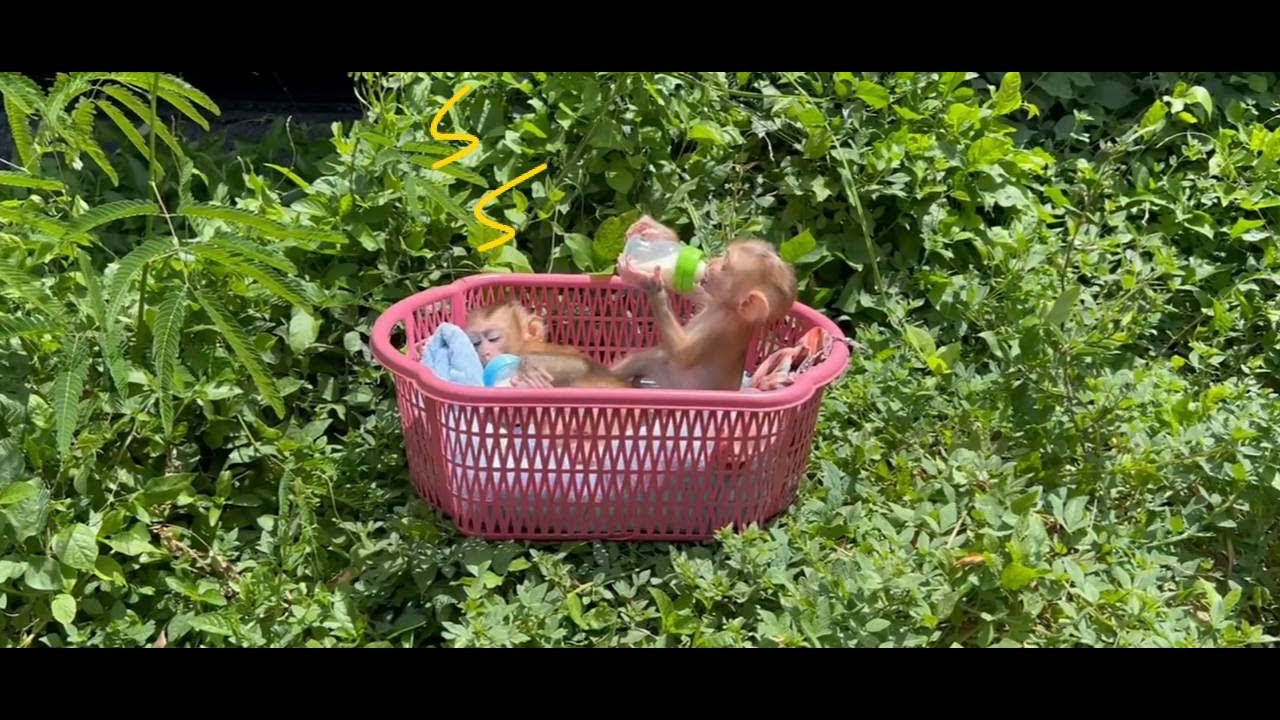 MOst Precious Lil Jazzy & Smart boy Jonny are Enjo0ying their Miilk ...
