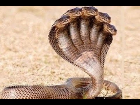 The Black Mamba Speed, Venom, and Survival||Black Mamba Africa's Speed ...