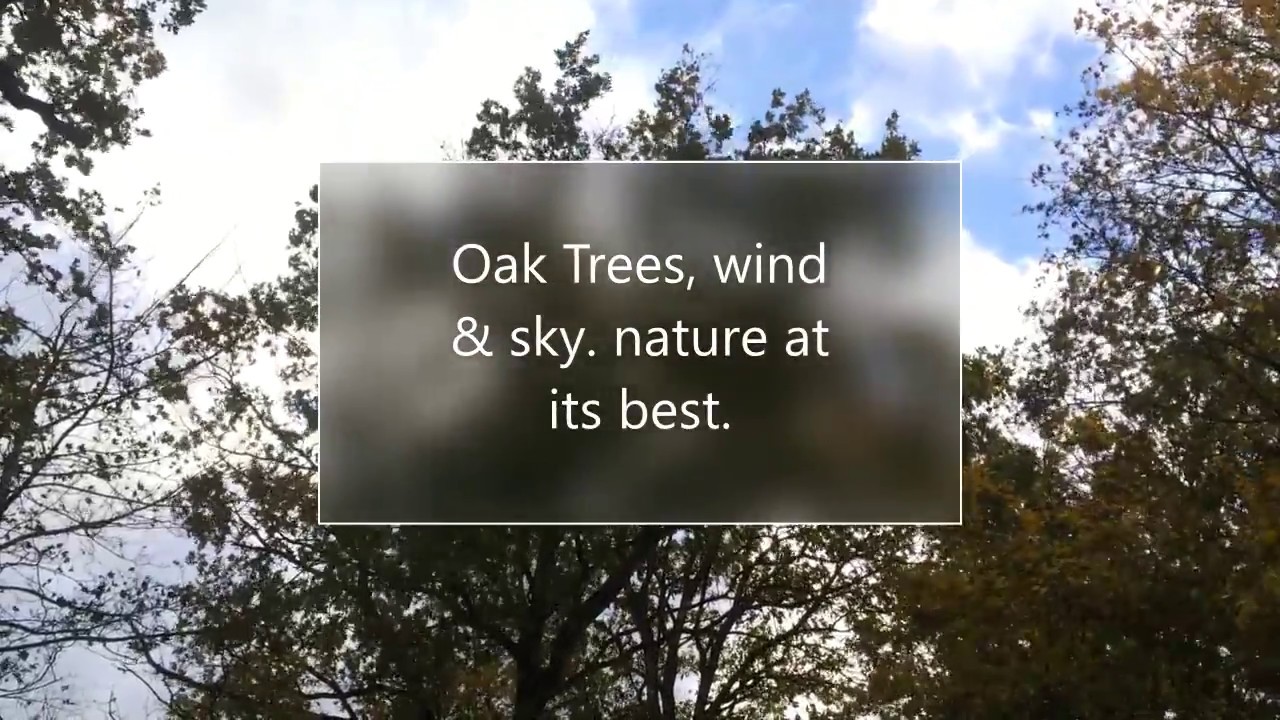 Oak Trees, wind & sky, nature at its best. - YouTube